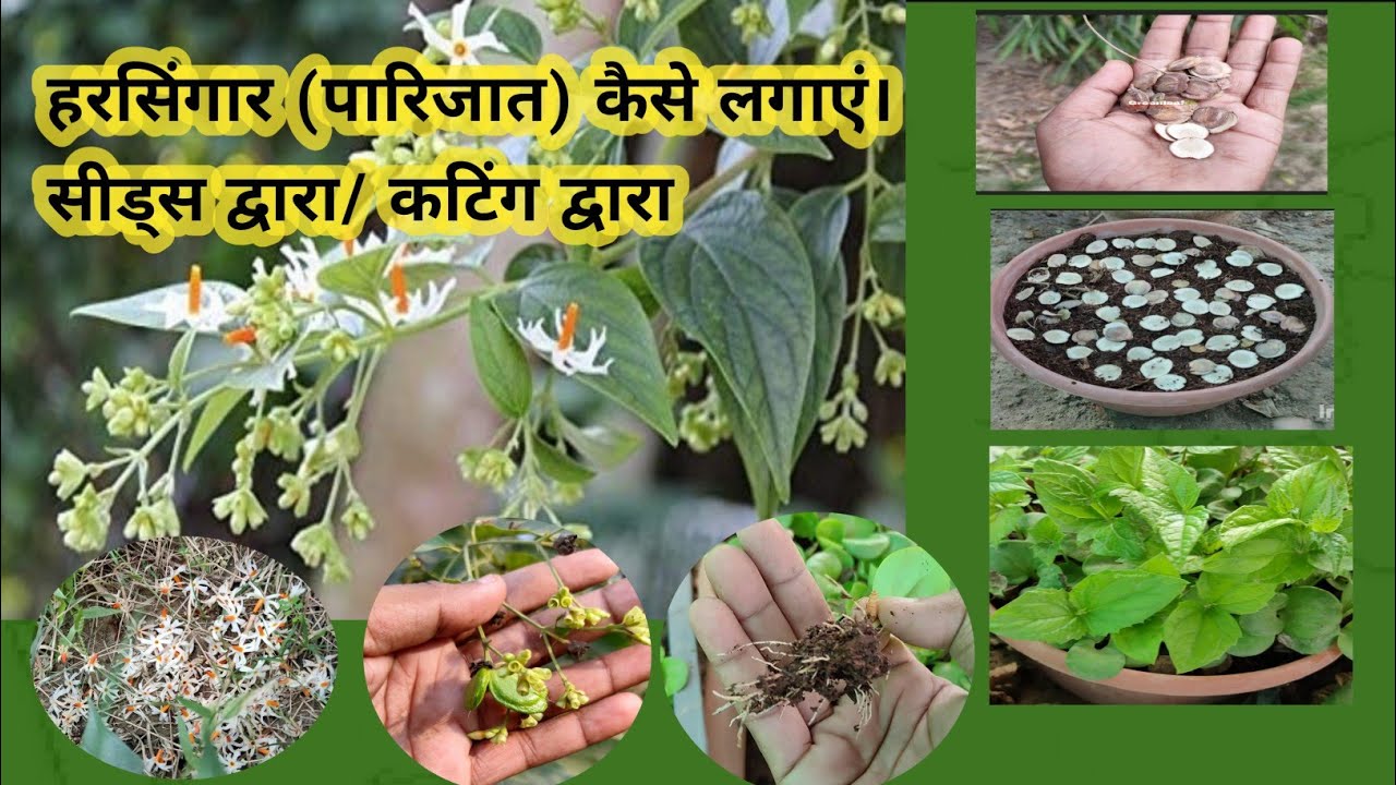 How to grow Parijat plant from seeds // ऐसे उगाऐ पारिजात / हरसिंगार के ...