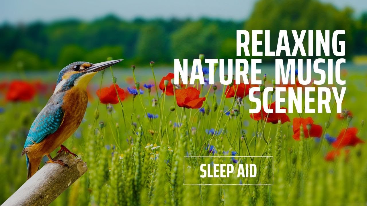 RELAXING NATURE VIDEO, Relaxing Sleep Music • Deep Sleeping Music ...