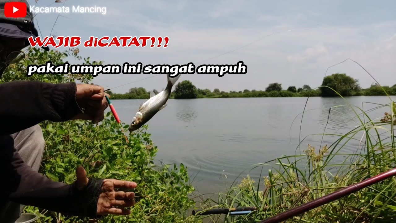 RESEP UMPAN MANCING BANDENG TERBARU ‼️ DIJAMIN NGERONJOT - YouTube