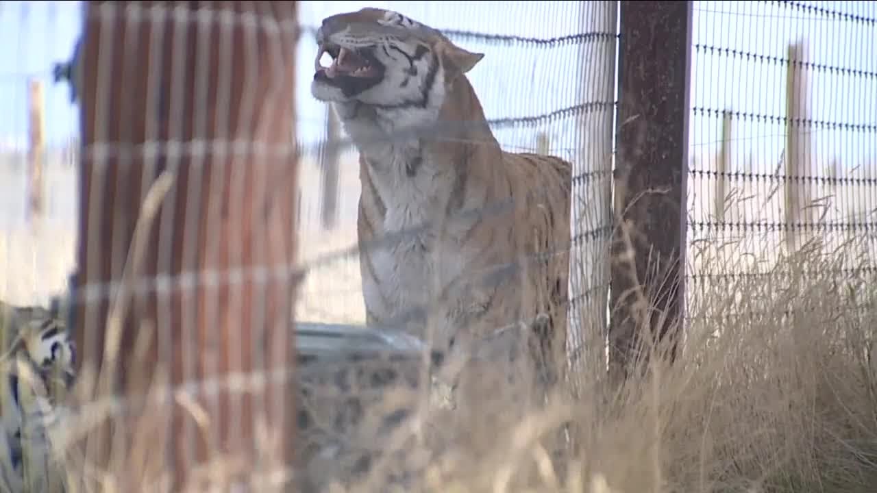150 Tiger King animals now in Colorado sanctuary - YouTube