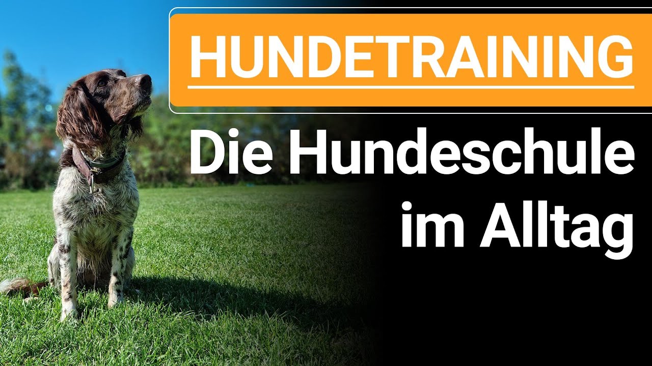 🐕🐶 HUNDETRAINING : Die Hundeschule im Alltag zum Hunde Trainieren! 🐕🐶 ️ ...