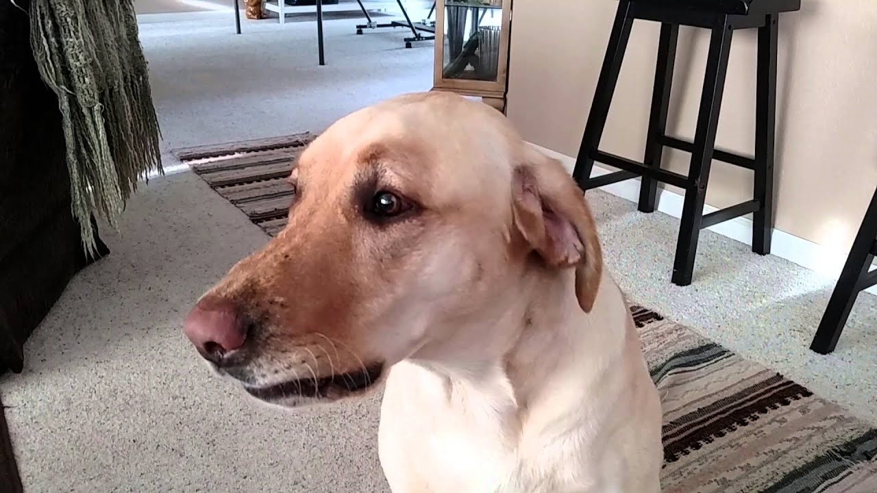 Singing dog - YouTube