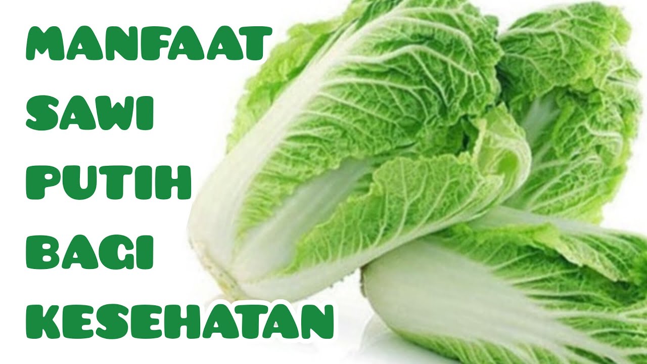 MANFAAT SAWI PUTIH BAGI KESEHATAN || THE BENEFITS OF CHINESE CABBAGE ...