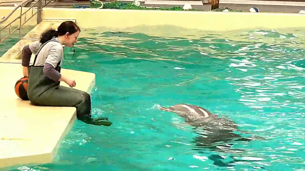 Define allwetterzoo münster / dolphins zoo - YouTube