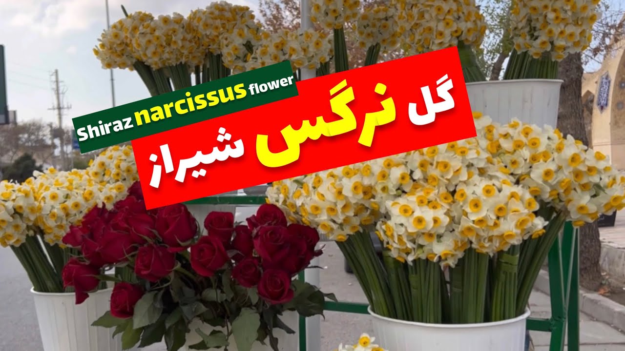 گل نرگس شیراز 🌼 Shiraz narcissus flower - YouTube