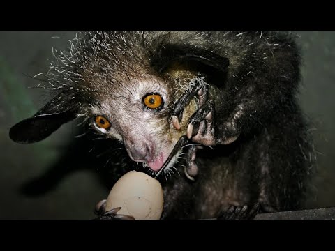 O incrível lembre aye aye #viralvideo #mundoanimal #animals - YouTube