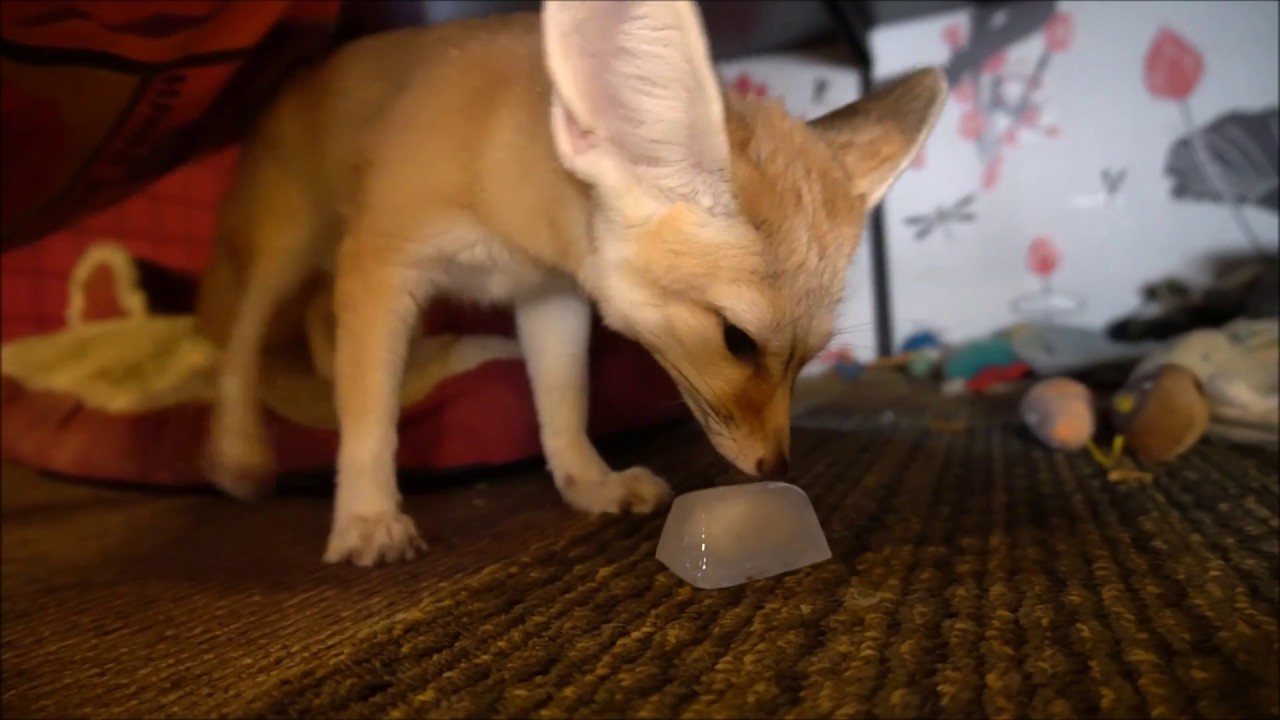 Fennec Fox's First Ice Cube - YouTube