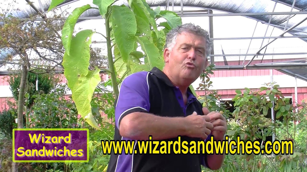Chris presents Wizard Sandwiches - The Last Lunch - YouTube