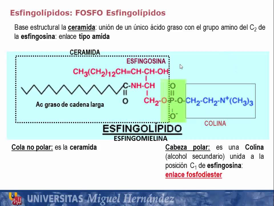 Tema 4.1 Clasificación, estructura y propiedades de los lípidos. S2 ...