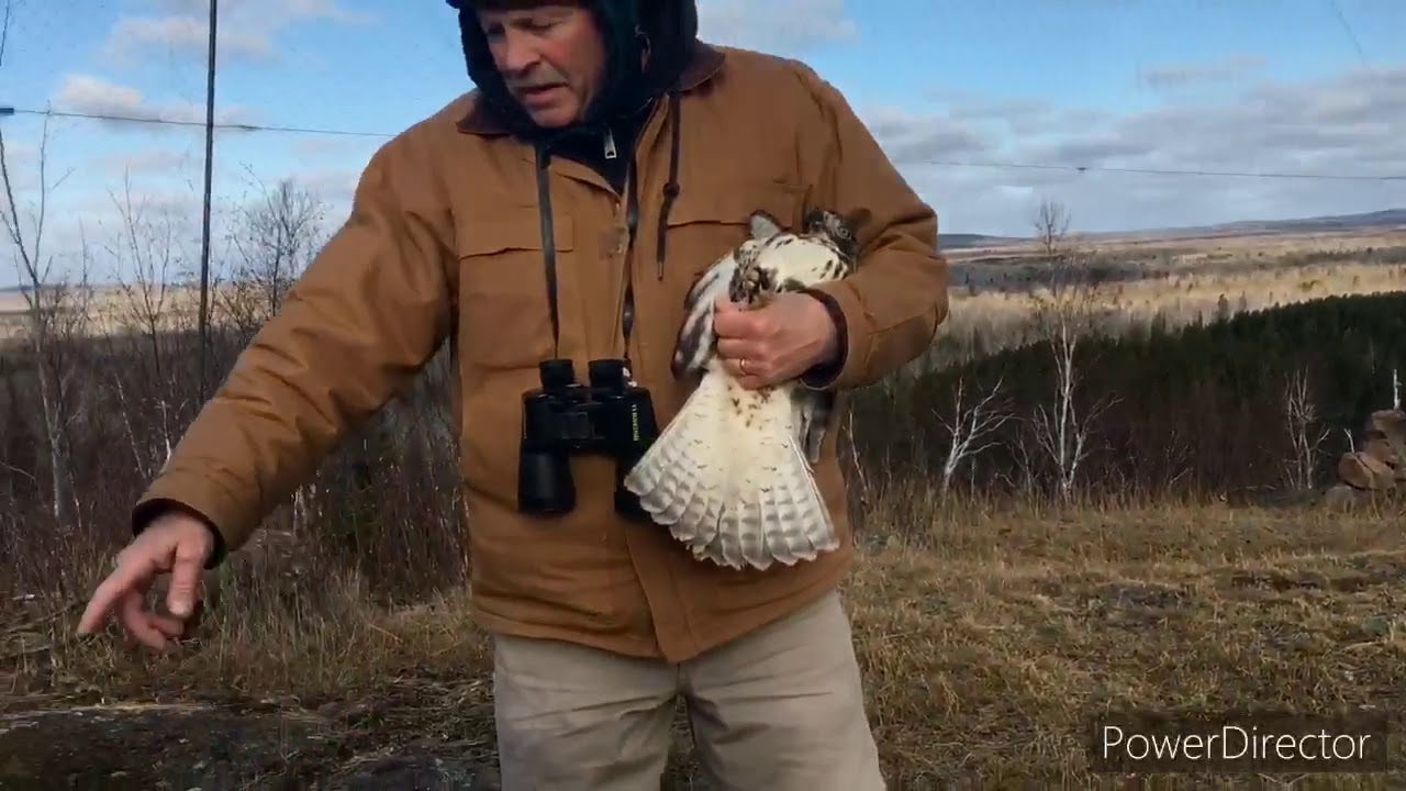 Hawk trapping adventures 2020 - YouTube