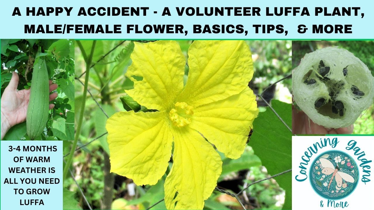 What a great happy accident - a volunteer luffa plant from drop seeds ...