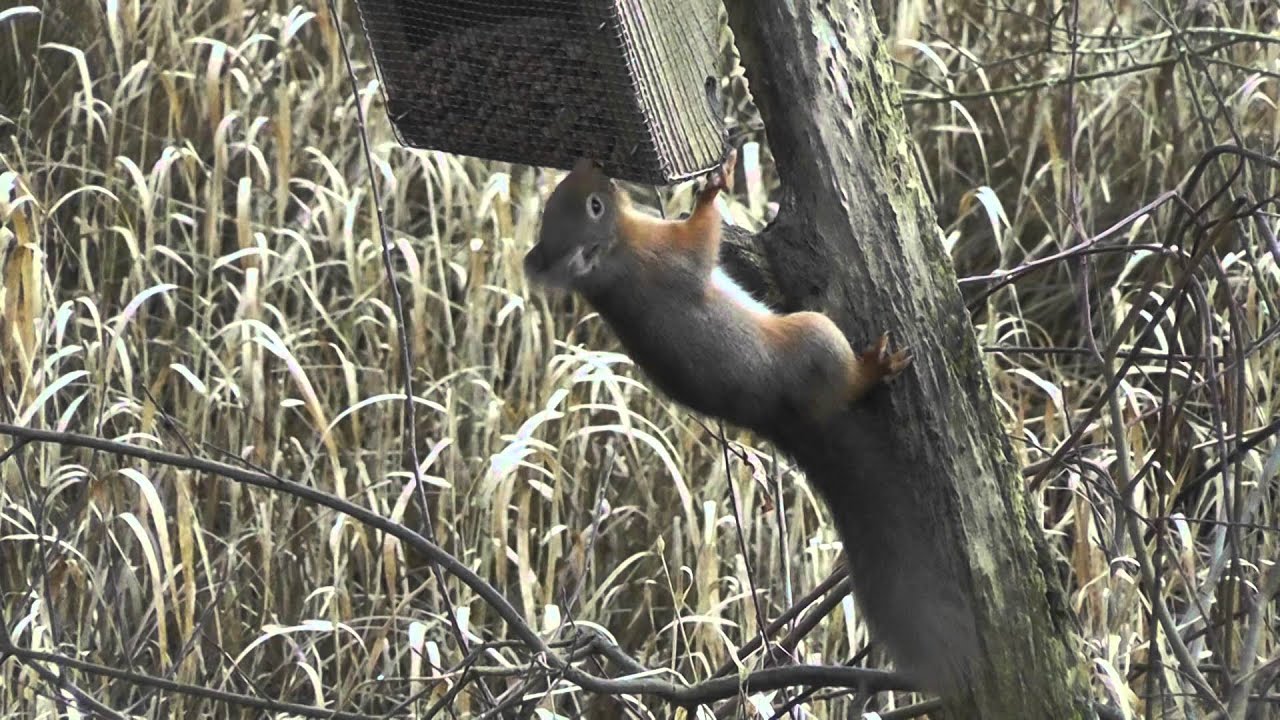Red squirrel in winter coat. - YouTube