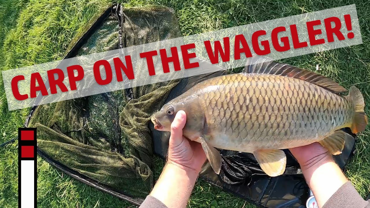 Waggler Fishing FOR CARP! Can a float out fish a method feeder? - YouTube