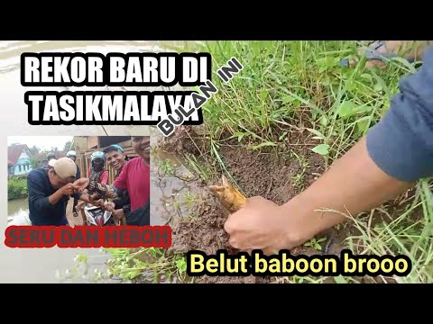 Rekor baru mancing belut besar Di tasikmalaya