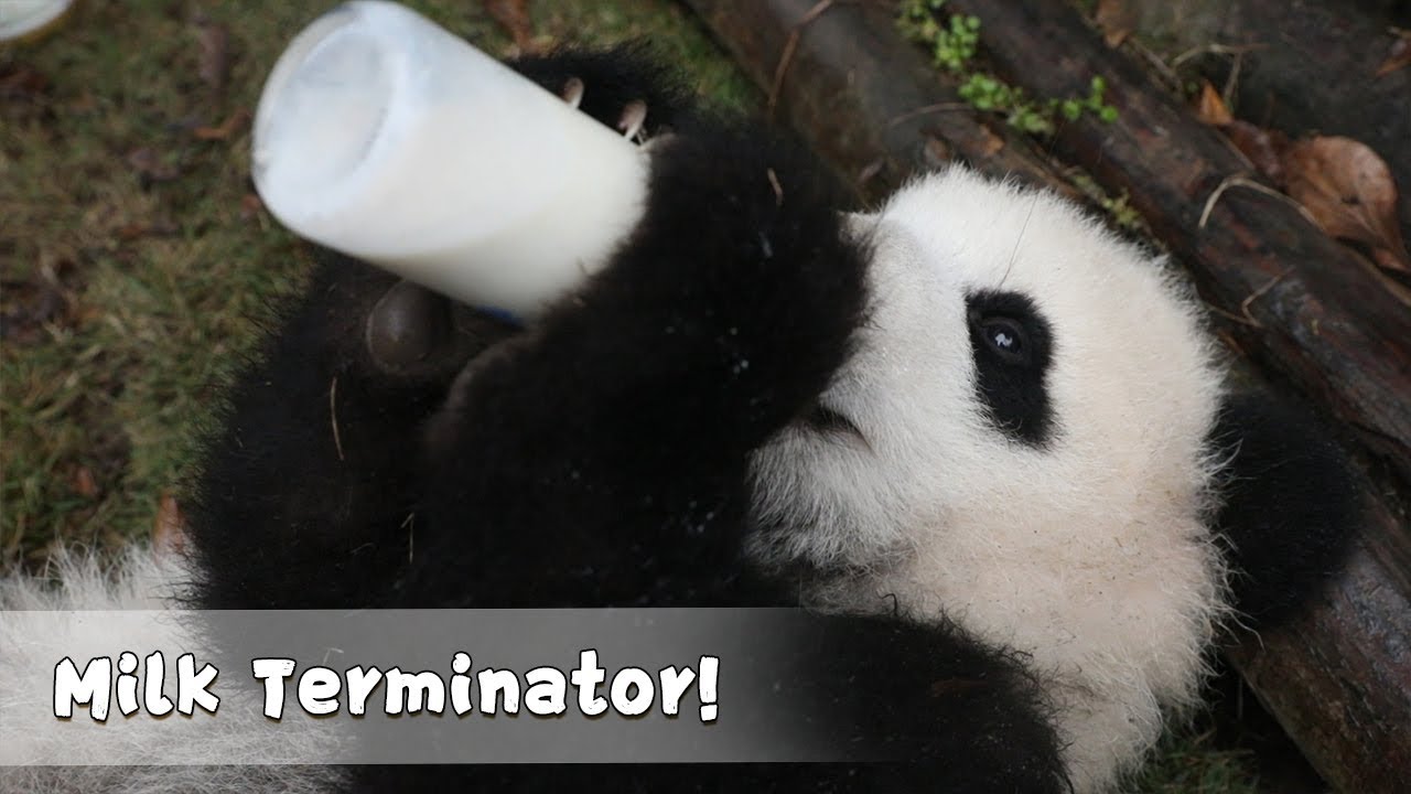 Milk Terminator! | iPanda - YouTube
