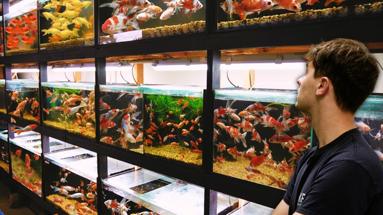 GOLDFISH Breeding Facility at Home | In Depth Tour - YouTube