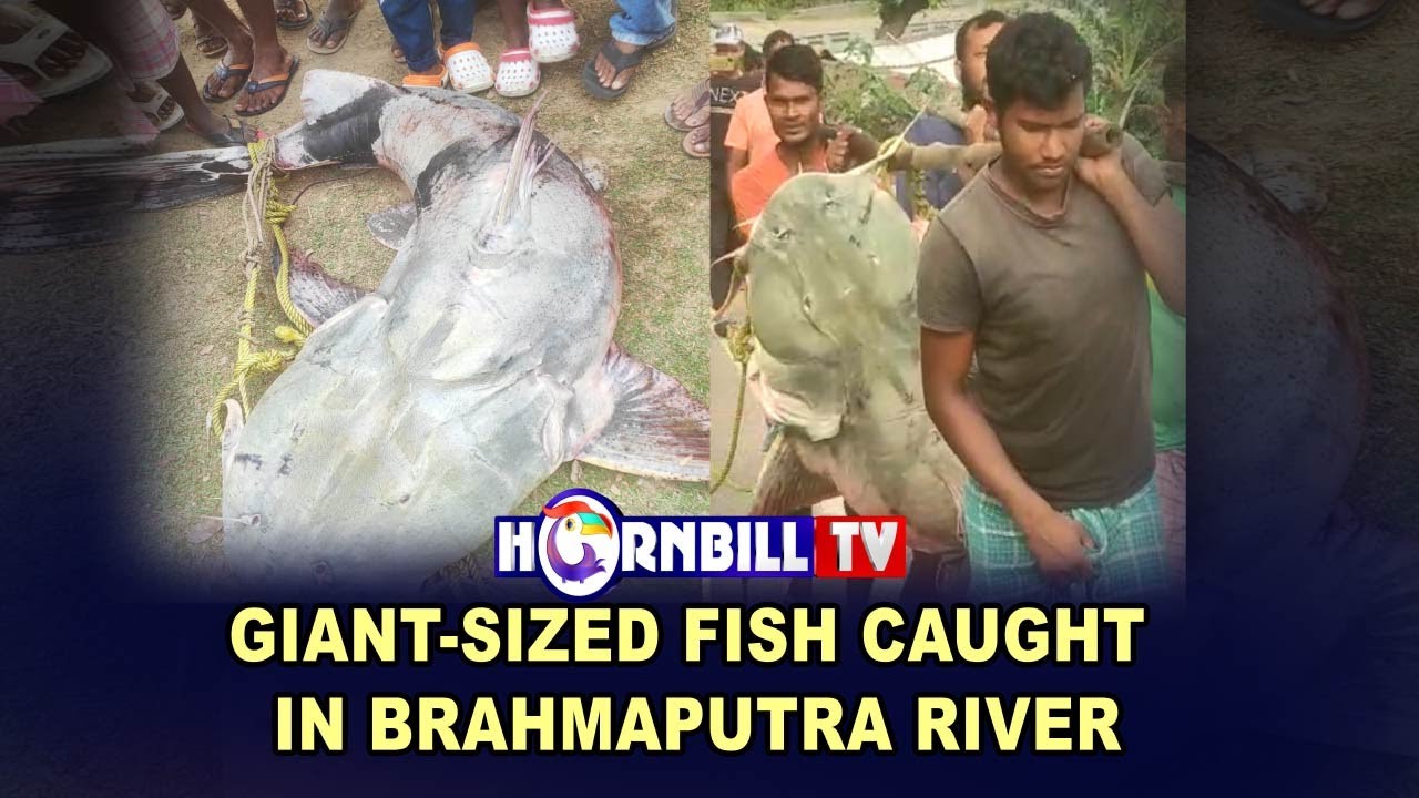 GIANT-SIZED FISH CAUGHT IN BRAHMAPUTRA RIVER - YouTube