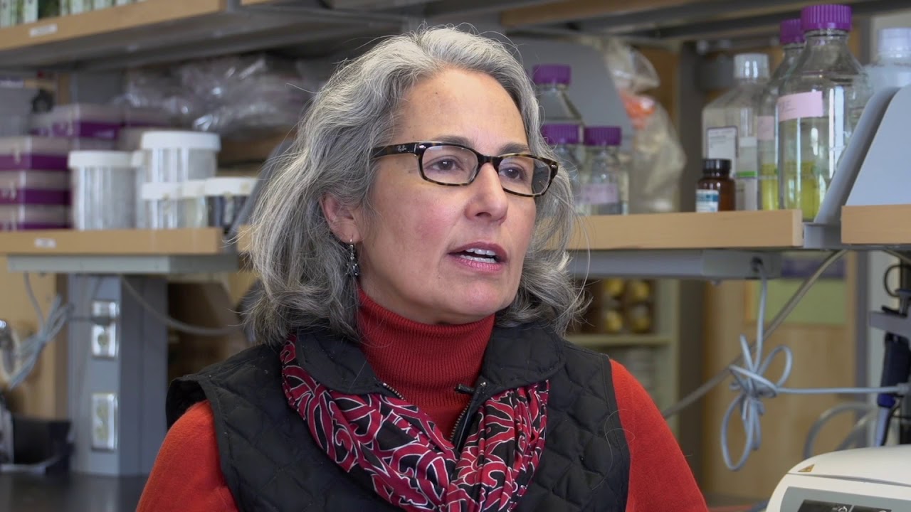 Anita Bhattacharyya UW-Madison Stem Cell and Regenerative Medicine ...