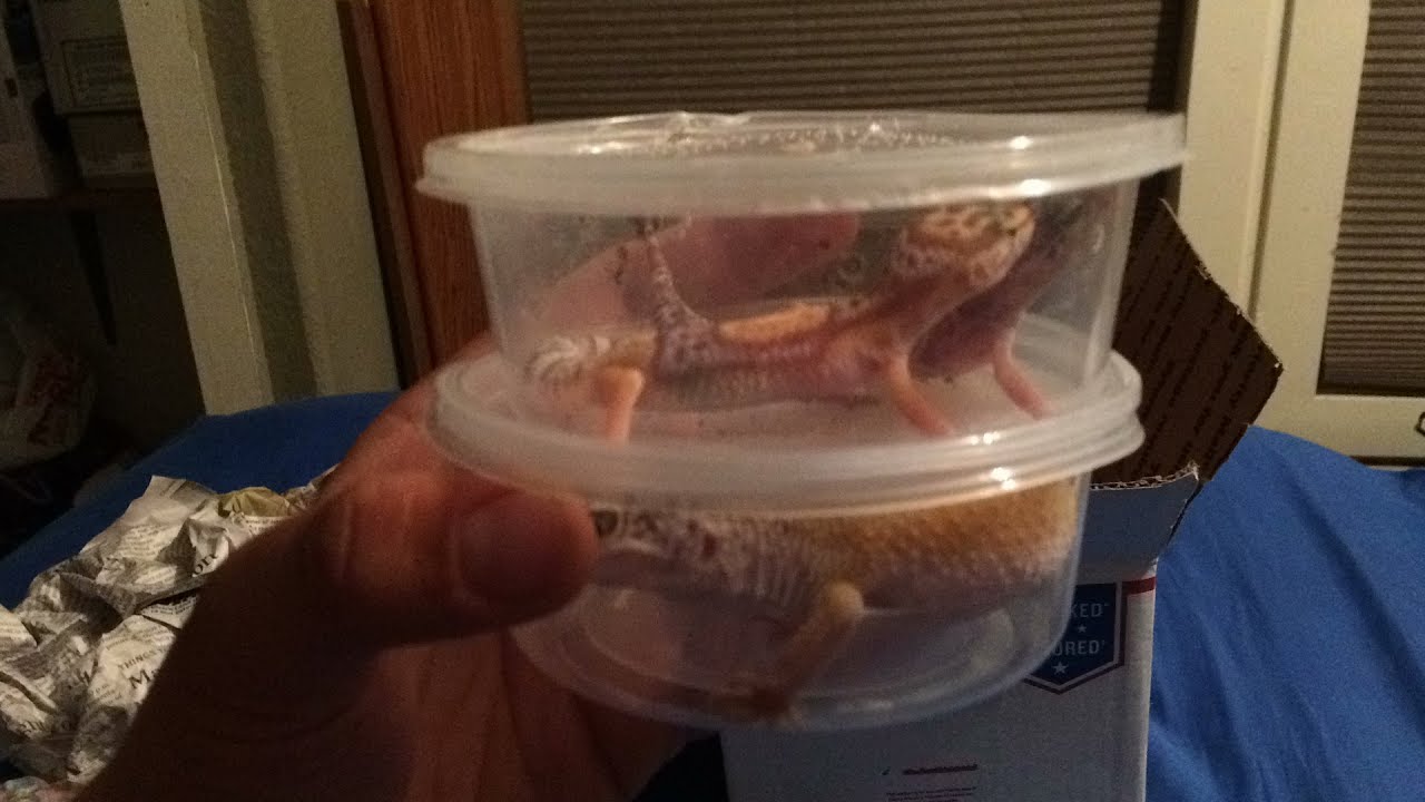 leopard gecko unboxing reptile city ( never buying from them again ...