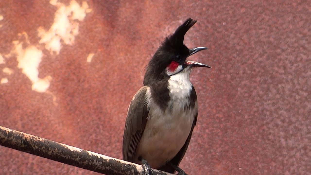 Red-whiskered Bulbul bird singing - YouTube