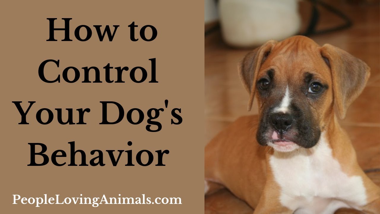 How to Control Dog Behavior - 5 Golden Rules - YouTube