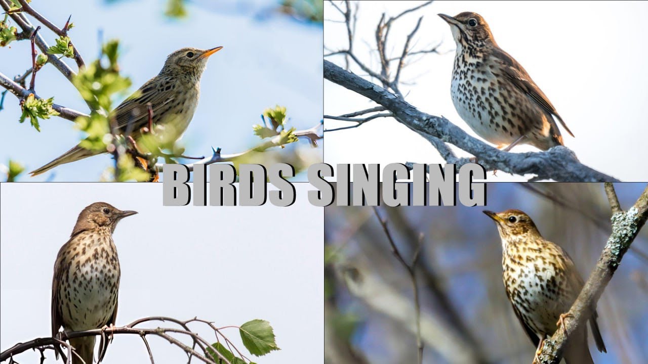 Beautiful Birds Singing - Relaxing Bird Sounds, Morning symphony for a ...
