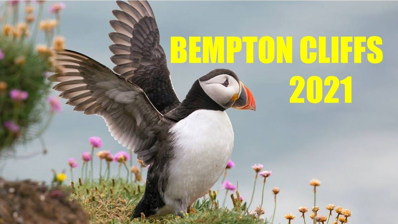 Bempton cliffs | Animal Science for Kids | Bird Watching | Sea Birds ...