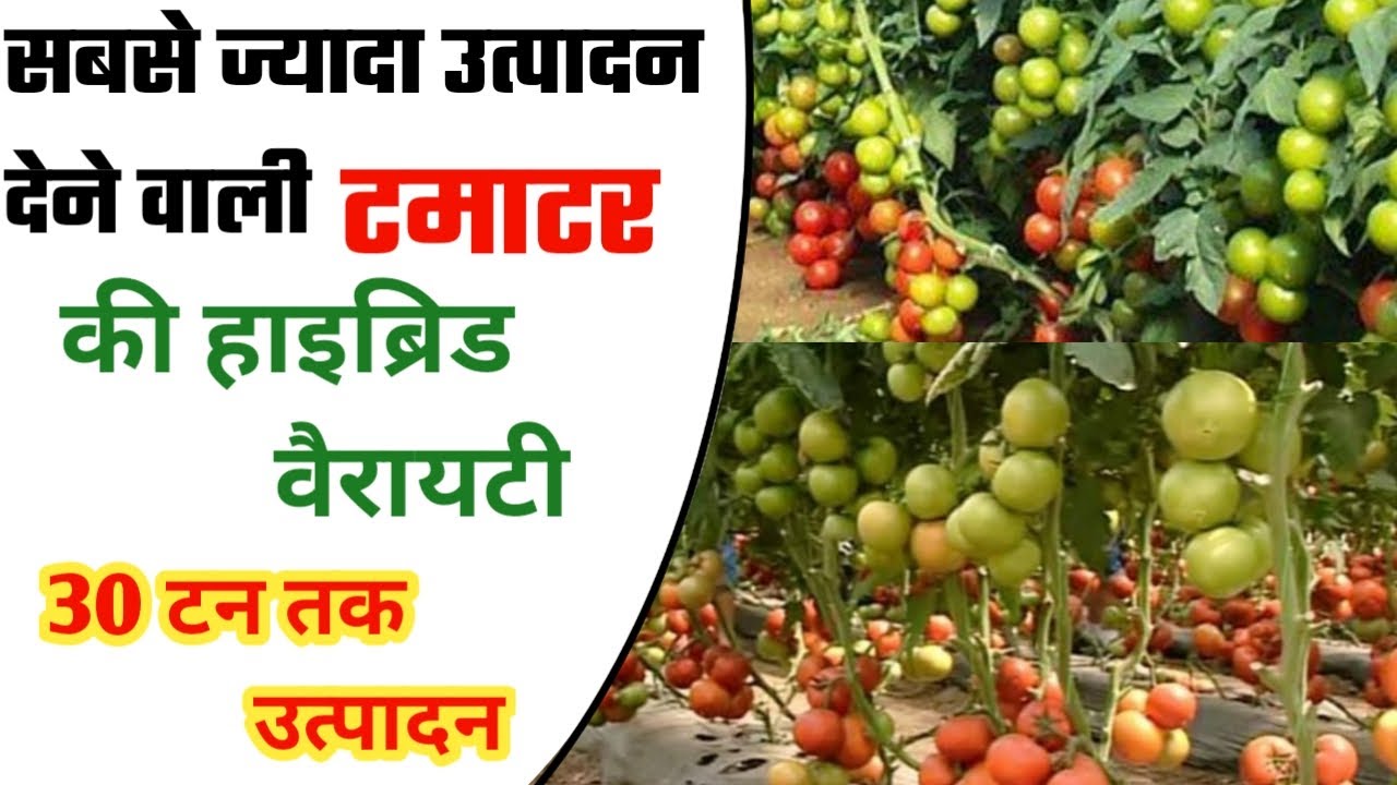 टमाटर की सबसे ज्यादा उत्पादन देने वाली वैरायटी | tamatar ki unnat ...