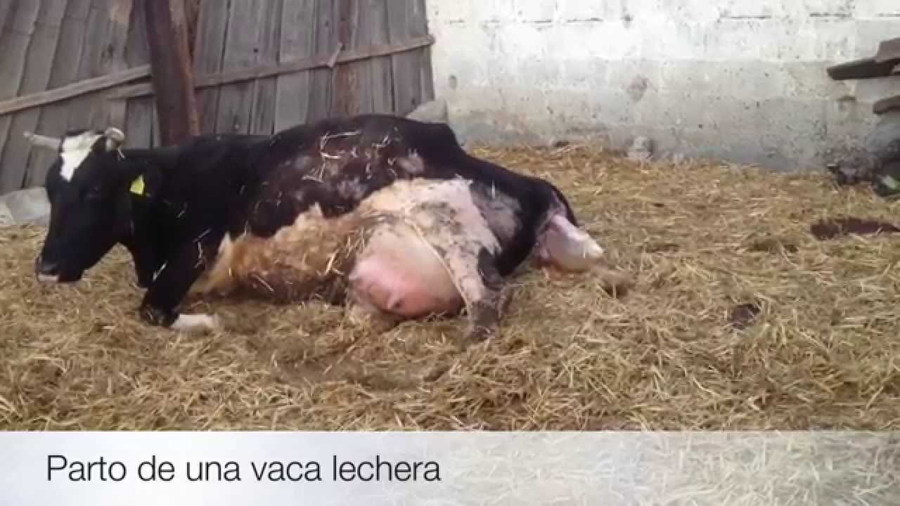 Cómo ayudar a una vaca en su parto how to help a cow in her birth - YouTube