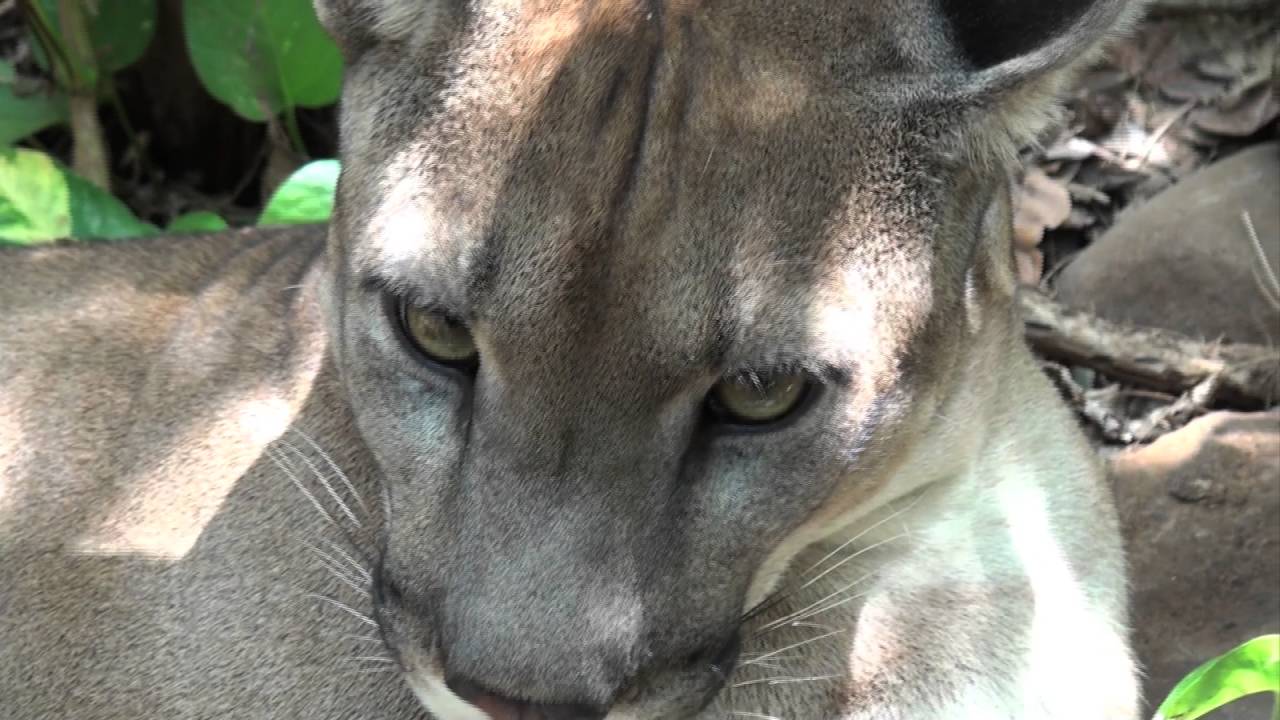 The Paca and the Puma - YouTube