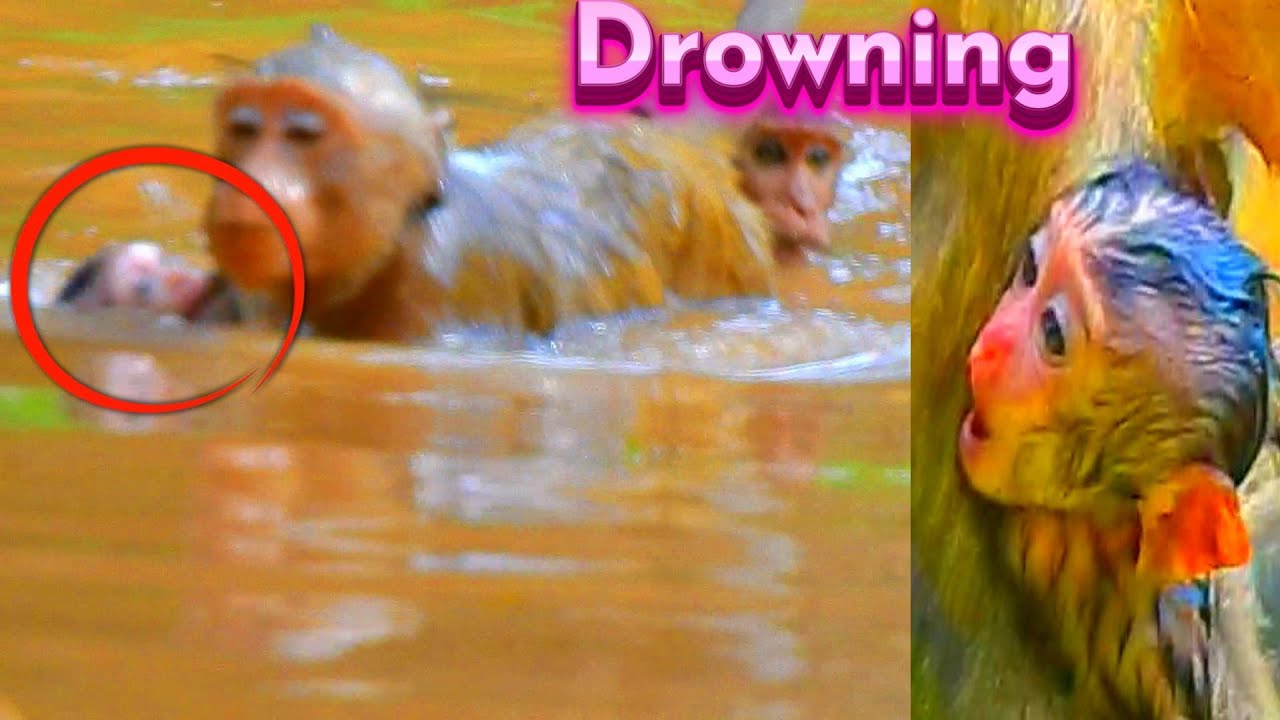 Bad Day! Really Get Serious Drowning After A Teenager Monkey Crose ...