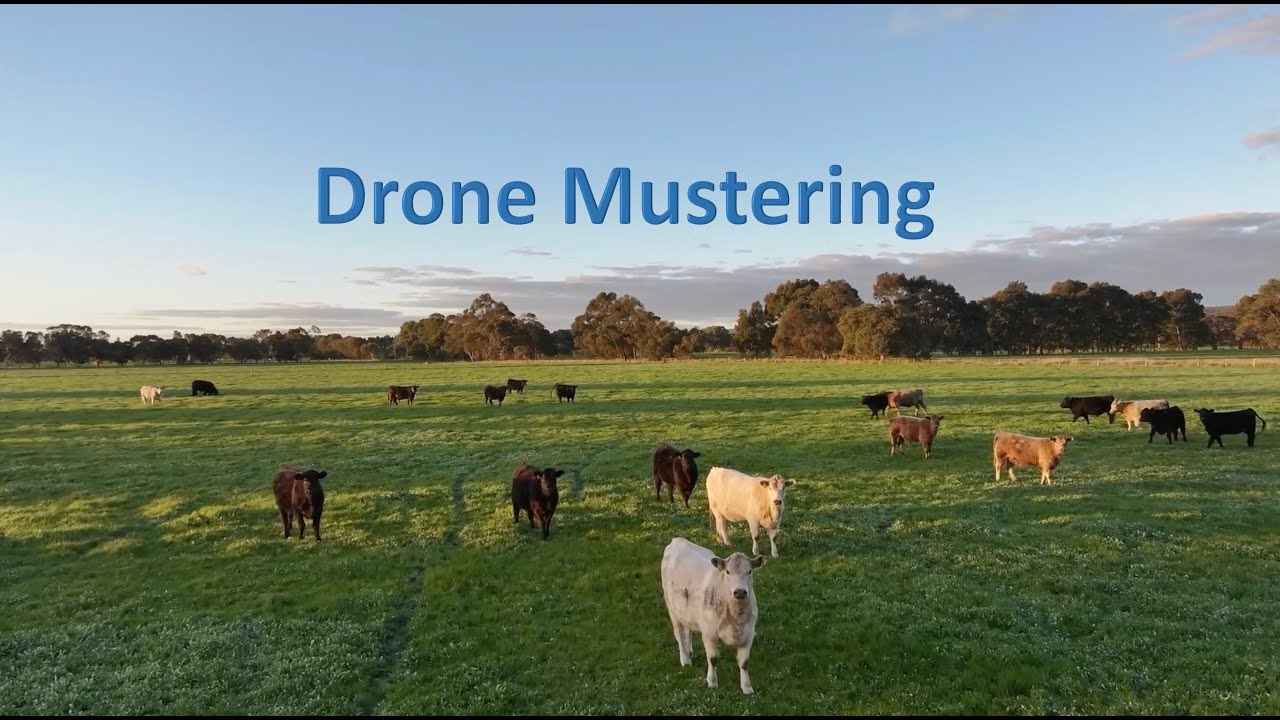 Drone Mustering - YouTube