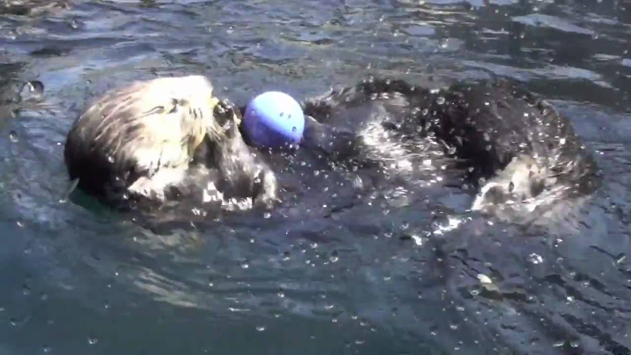 Sea Otters at Monterey Bay Aquarium - feeding time - YouTube