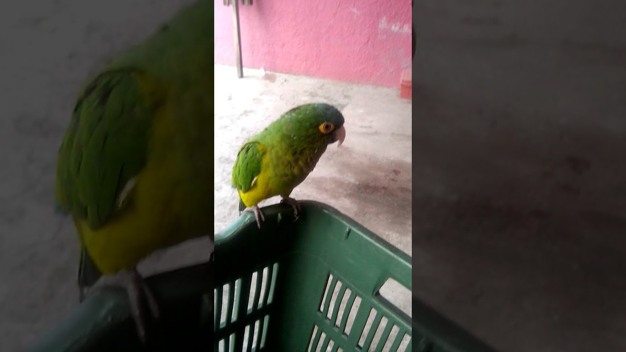 Cotorro Hablando! - YouTube