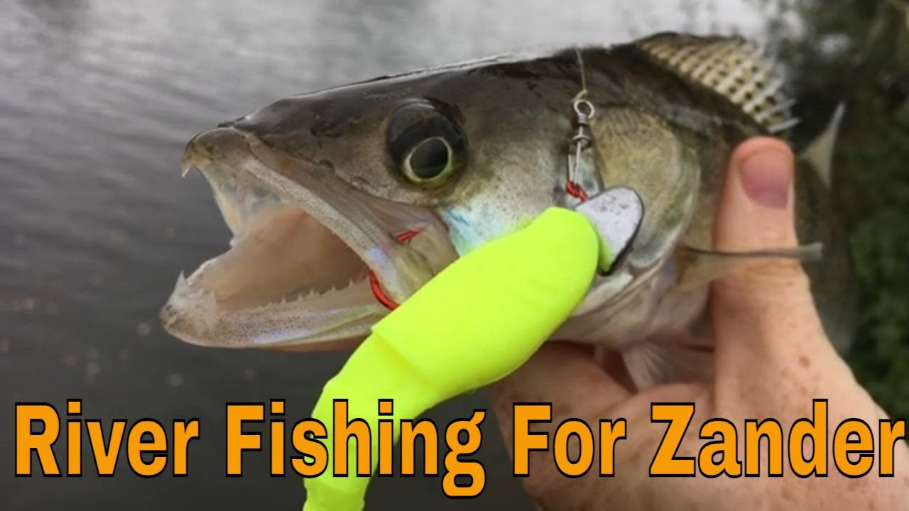 River fishing for Zander. - YouTube
