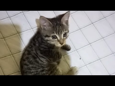 most funny cat reaction 😂🤣 - YouTube