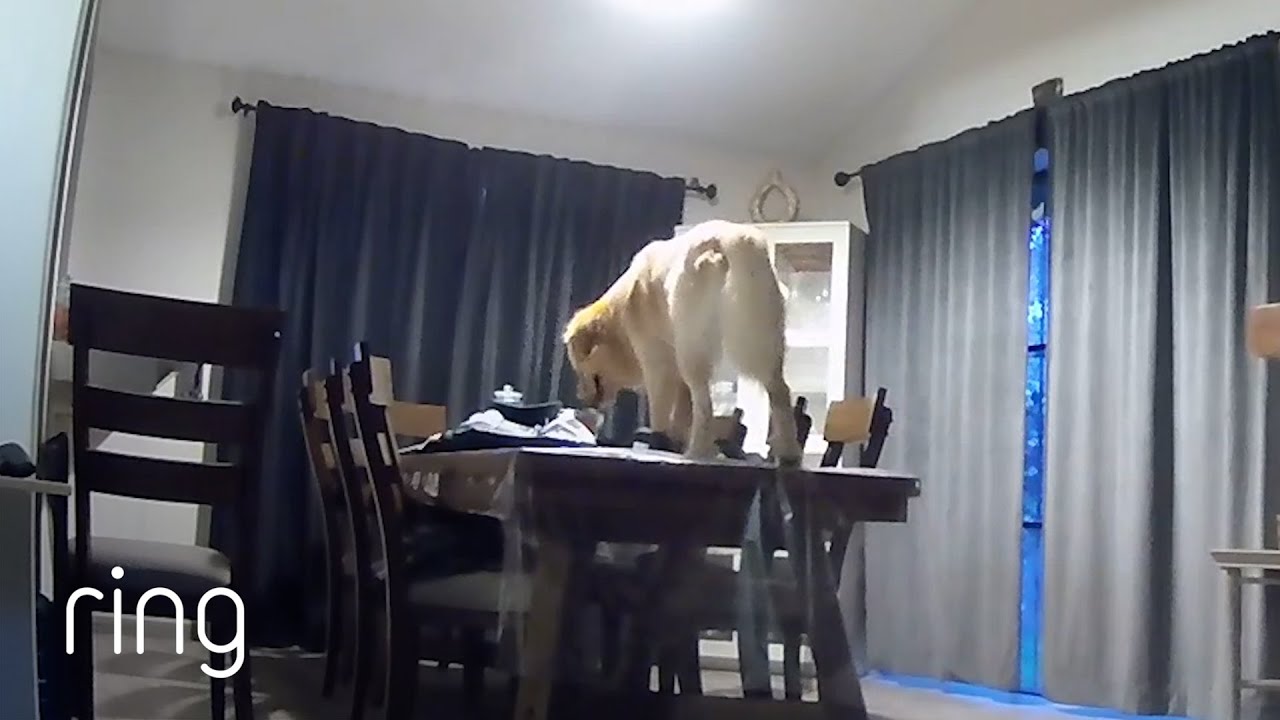 Ring Cam Catches Dog Being Naughty! | RingTV - YouTube