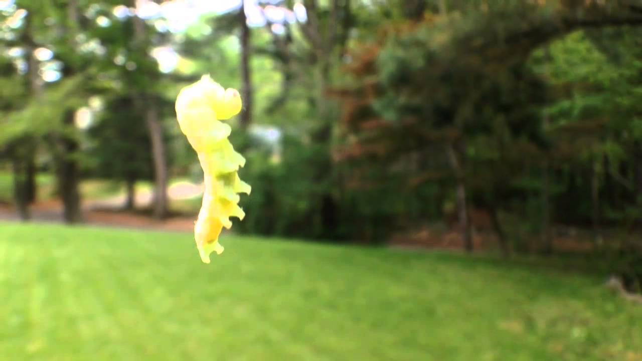 Viral video free flying dancing worm - YouTube