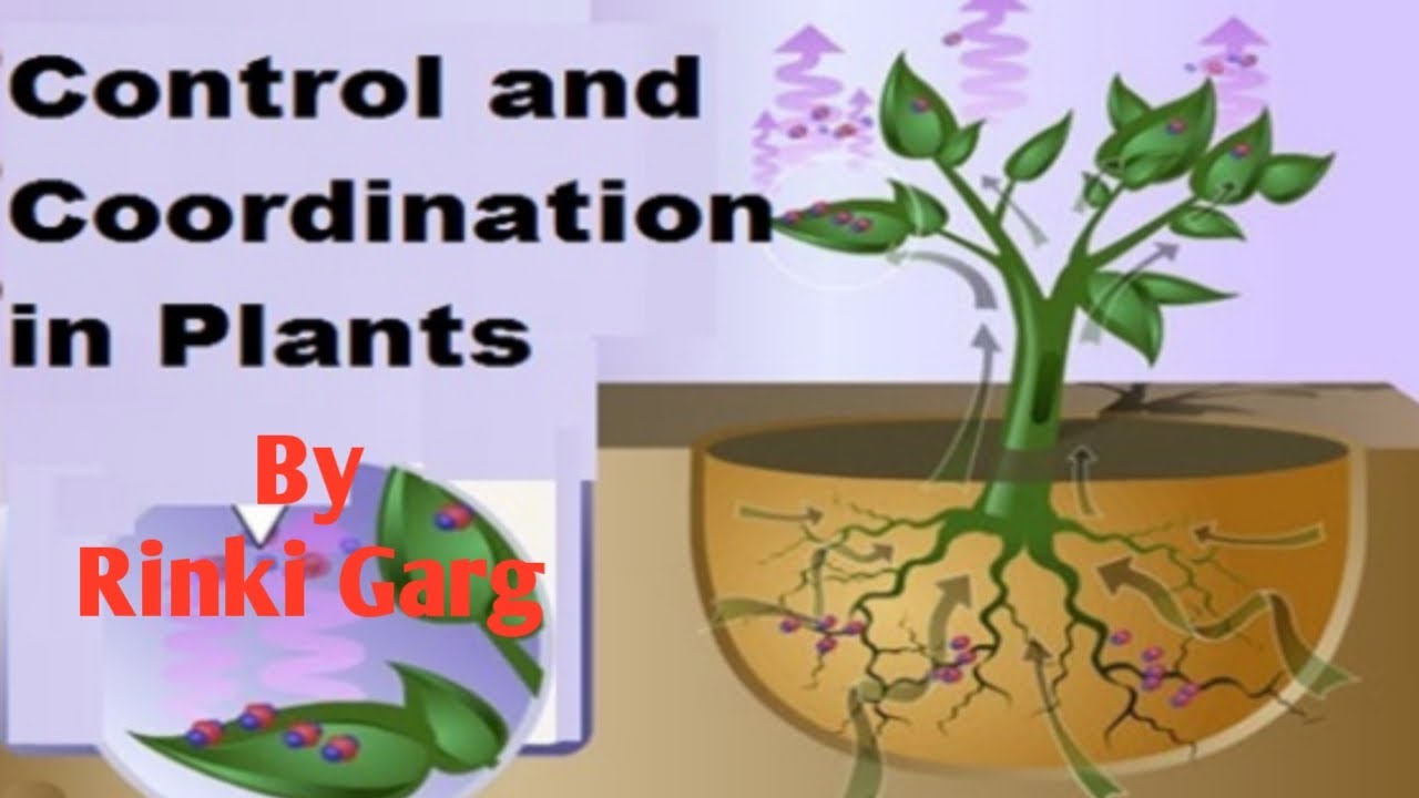 Coordination in plants (Nastic and Tropic movement) - YouTube