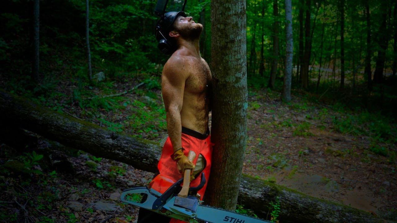 How to Cut a Tree Down ( Felling tutorial ) - YouTube