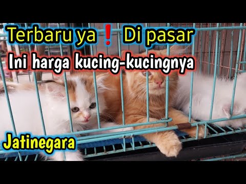 Harga Kucing Pasar Jatinegara november, Exploring Jakarta' Jatinegara ...