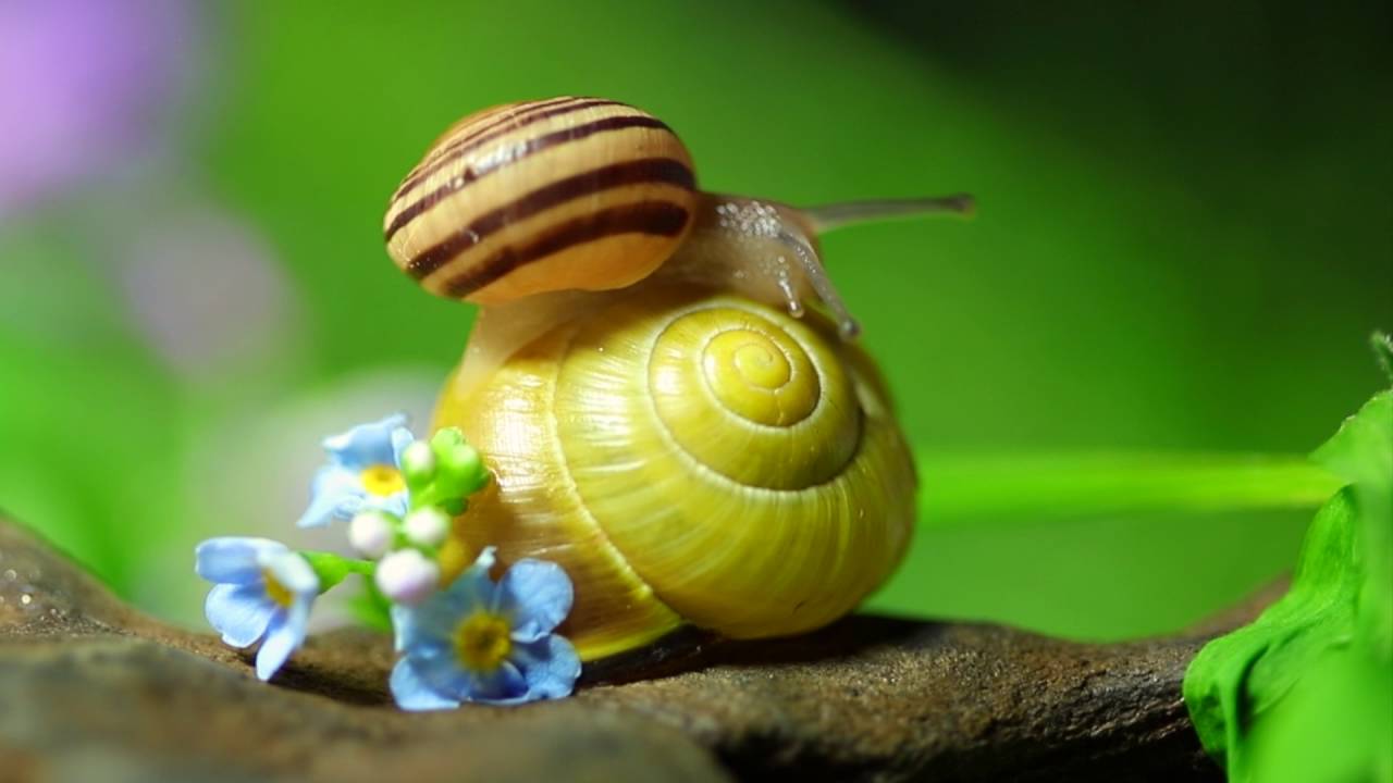 RIP Sweet Genny :: Pet Snail - YouTube