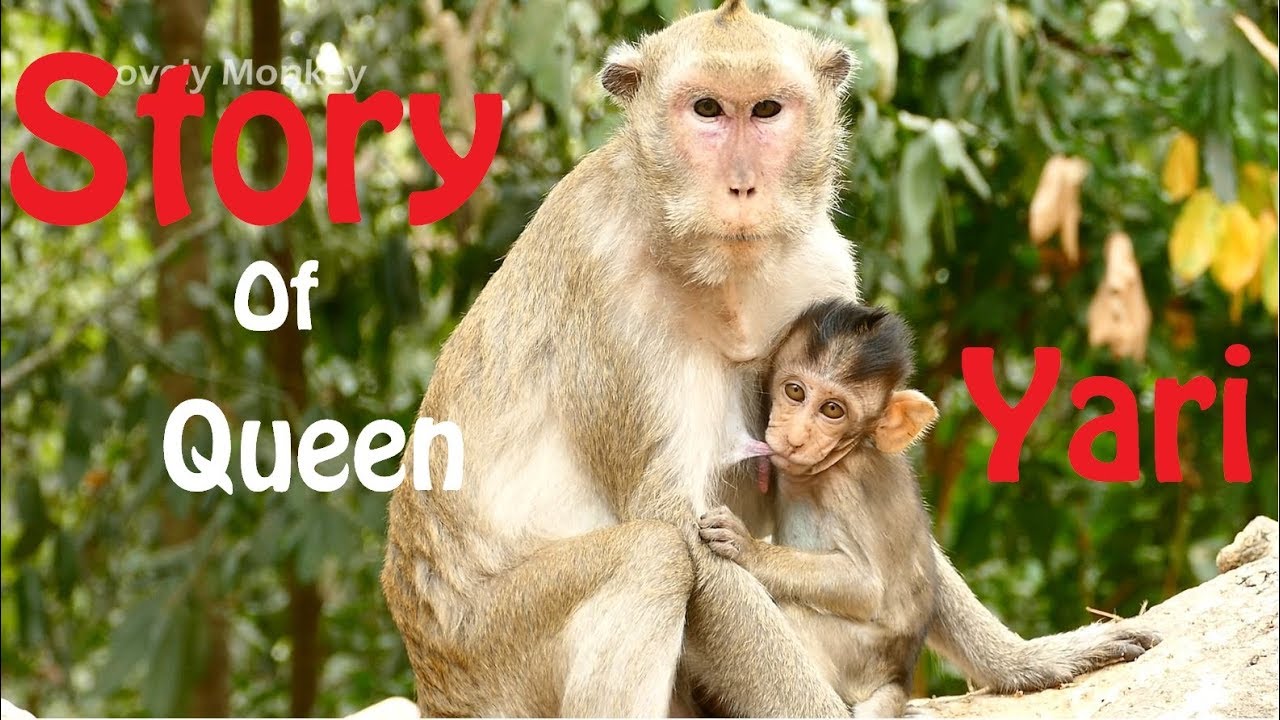 Year Celebrated Of Alexander Troop! This Is Story Life Of Queen Yari ...