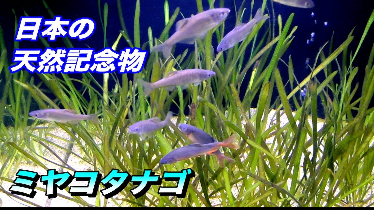 【アクアリウム】国の天然記念物ミヤコタナゴの紹介 （Tokyo bitterling） - YouTube