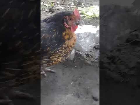 KÜÇÜK KIZIN TAVUK AŞKI