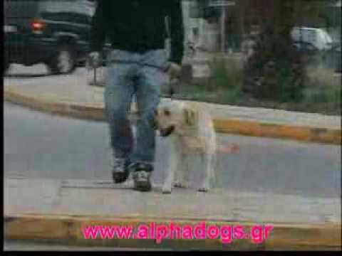 εκπαιδευση σκυλων στο σπιτι και στο δρομο,Alpha dogs - YouTube