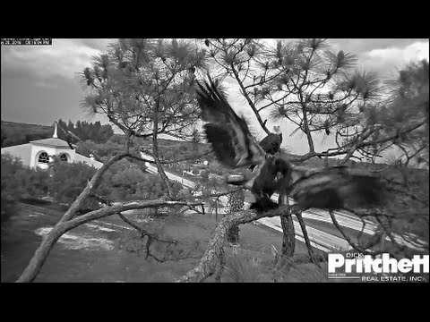 SWFL Eagles ~ E7 Catches & Eats First Crow! 5.20.16 - YouTube