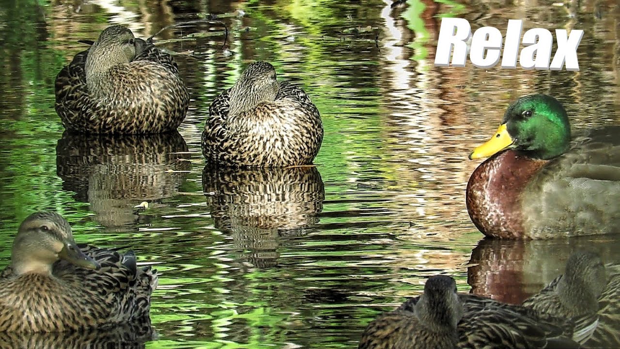 Mallard Duck Meditation - YouTube