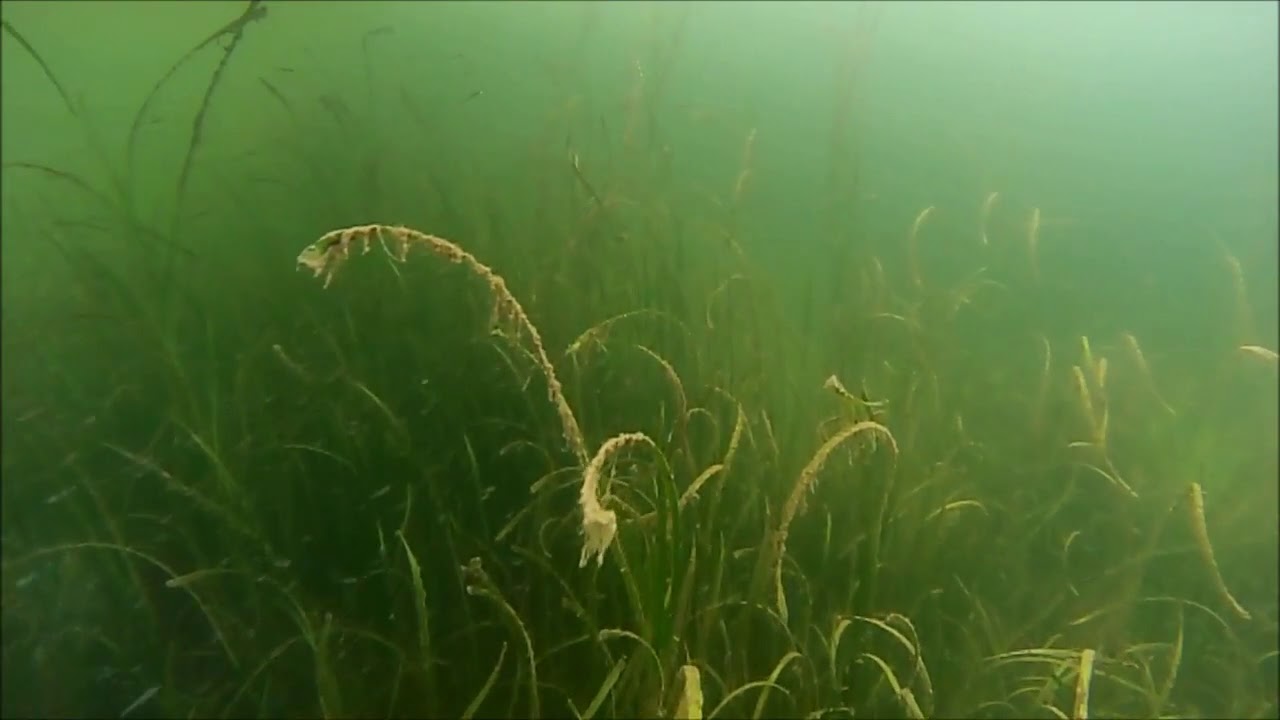 Aalegraseng meadow of common eelgrass - YouTube