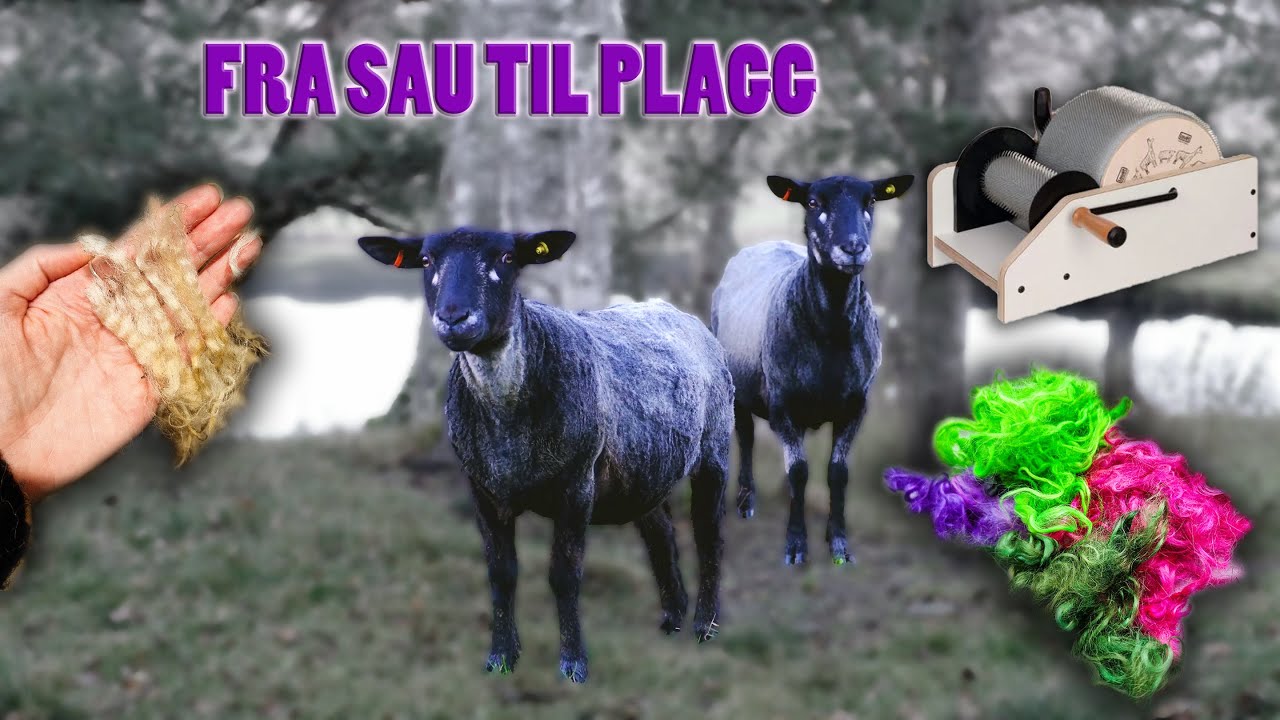 PLANER, VASKING & FARGING | SAU TIL PLAGG #2 - YouTube